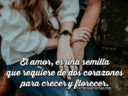 EL AMOR, ES UNA SEMILLA QUE REQUIERE DE DOS CORAZONES PARA CRECER Y ...