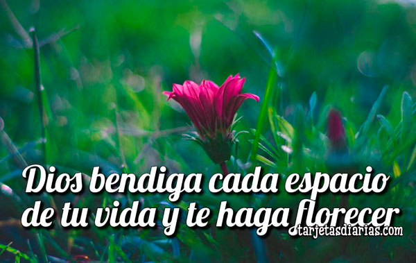 DIOS BENDIGA CADA ESPACIO DE TU VIDA Y TE HAGA FLORECER - Tarjetas Diarias