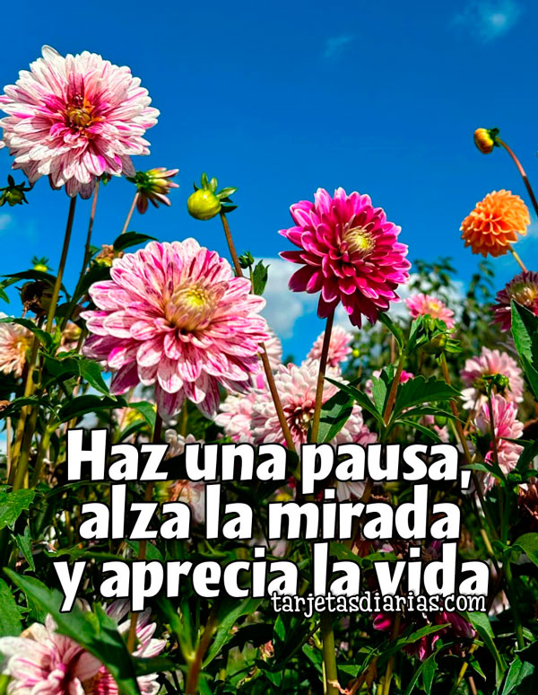 HAZ UNA PAUSA, ALZA LA MIRADA Y APRECIA LA VIDA - Tarjetas Diarias
